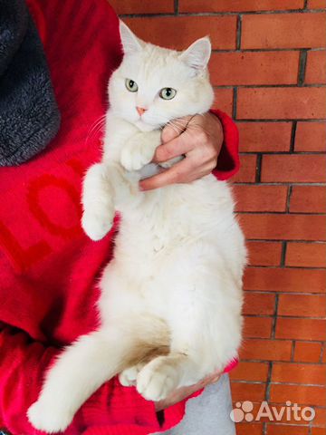 Ищем дом Зефиру