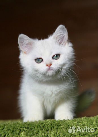 Котик британский серебристая шиншилла