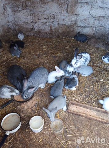 Продаю кроликов