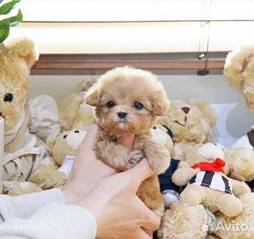 Мальтипу F1 Микро Девочка Корея