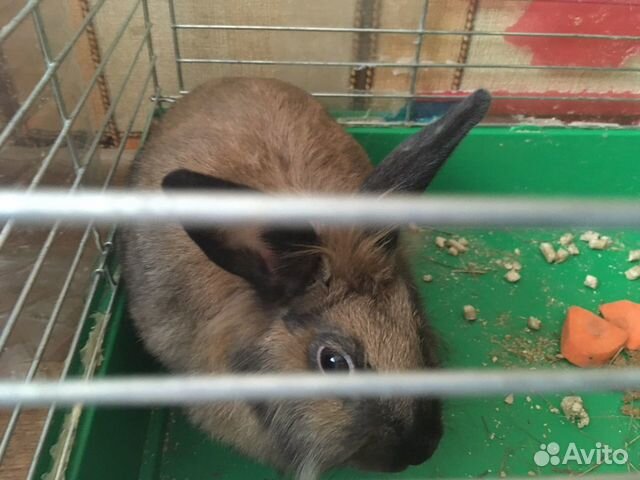 Декоративный кролик