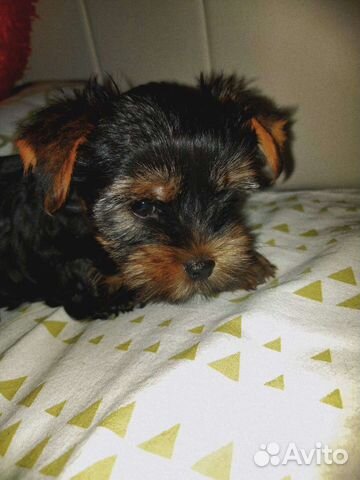 Йоркширский терьер