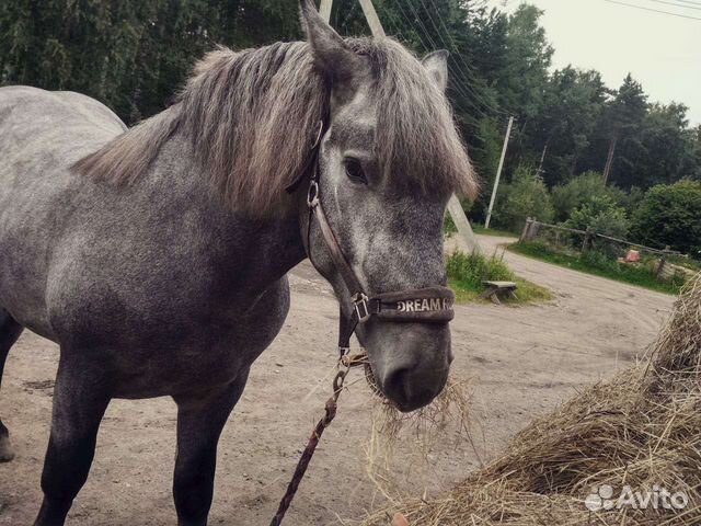 Лошадь -Першерон "Самурай"