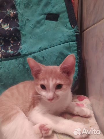 Ласковые котята заботливым хозяевам