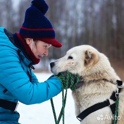 Шикарный алабай девочка Лола в добрые руки