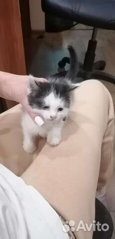 Кошка в дар
