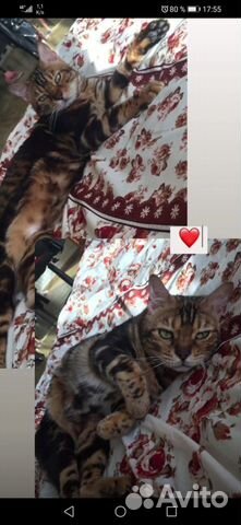 Бенгальская кошка бесплатно