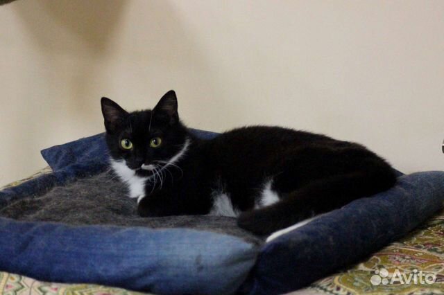 Котенок Марти в добрые руки