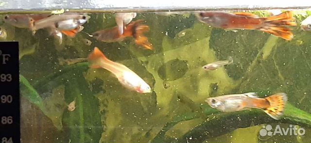 Аквариумные рыбки гуппи