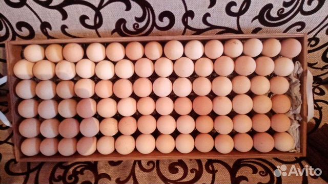 Инкубационное яйцо юрловской птицы