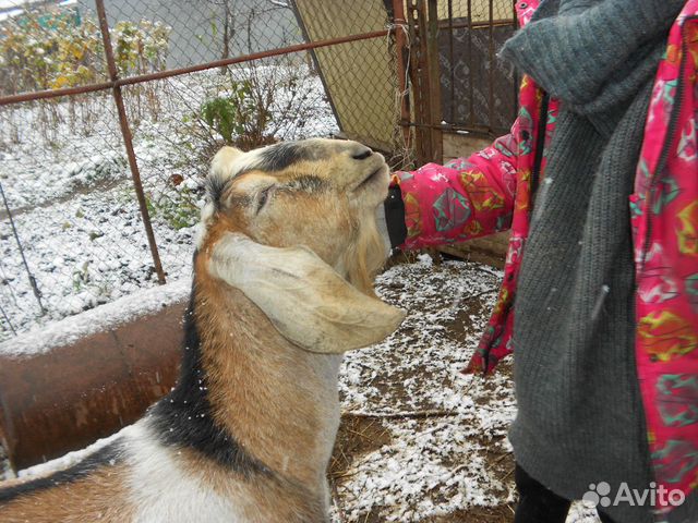 Козёл нубийский