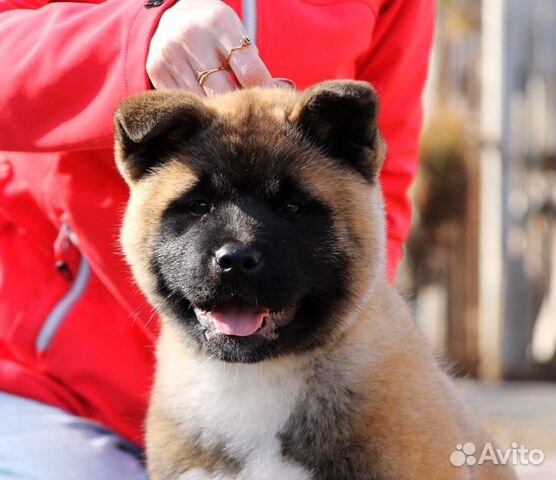 Плюшевое солнце