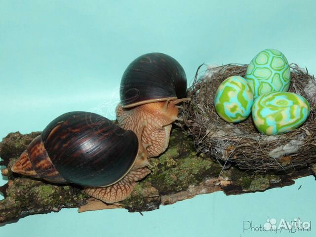 Ахатина иммакулята подростки