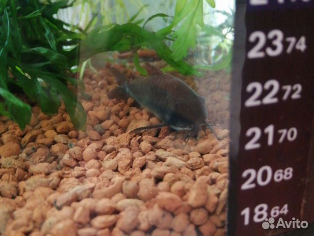 Коридорас венесуэла блек