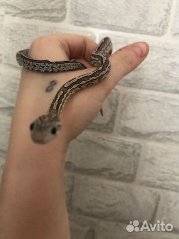 Маисовый полоз