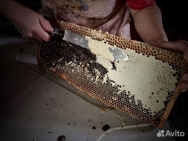 Пчелосемьи с ульями