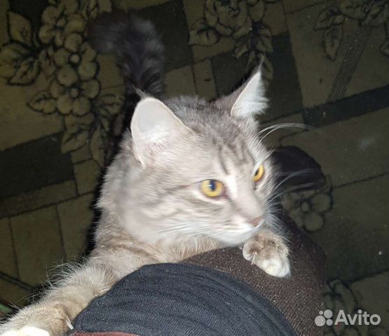 Кот уличной породы