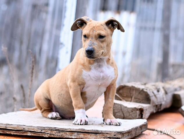 Стаффордширский терьер