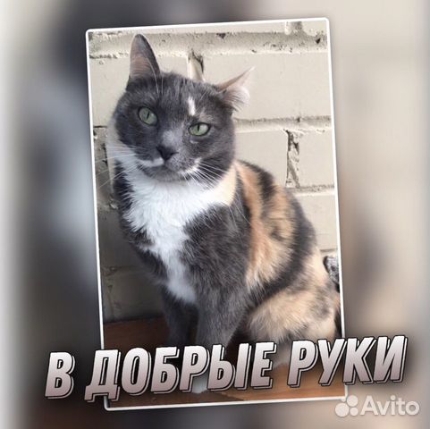 Красотка Элис в добрые руки