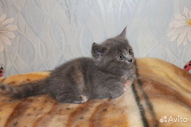 Кошечки-коротколапочки