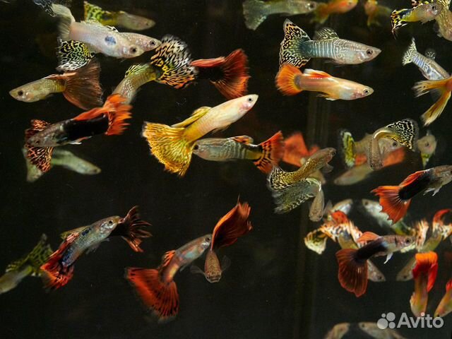 Аквариумные рыбки гуппи микс самцы московские алые