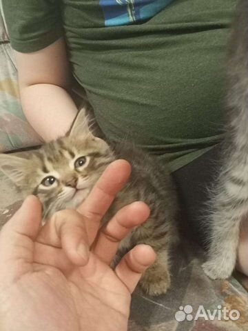 Кошки бесплатно