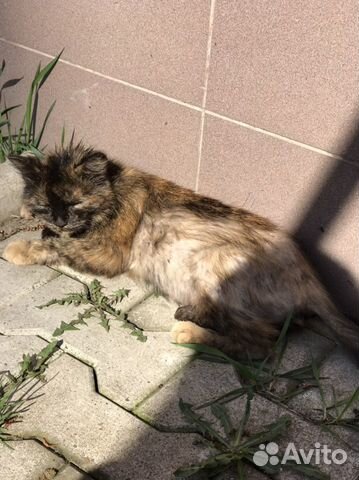 Кошечка черепахового окраса в беде