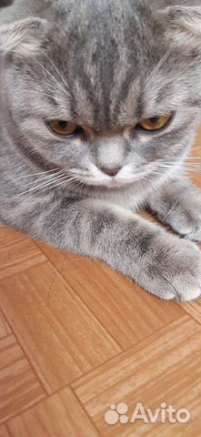 Вязка на котёнка