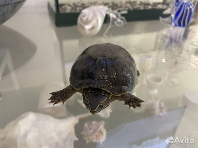 Черепаха муксусная