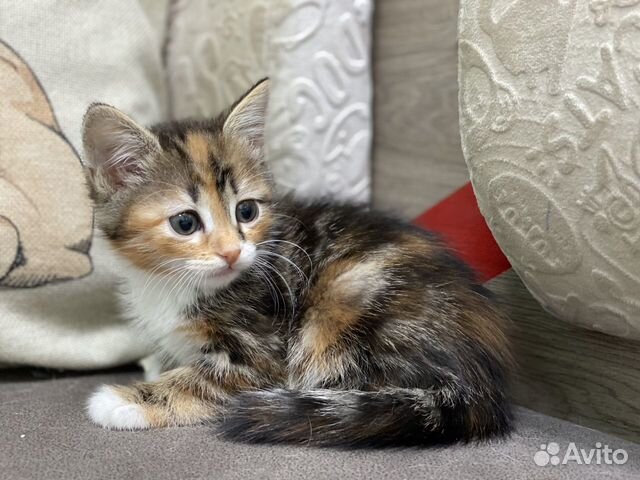 Счастливые котята добрым людям в дар