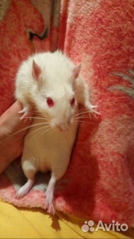 Крыса с клеткой