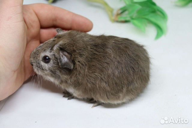 Морская свинка