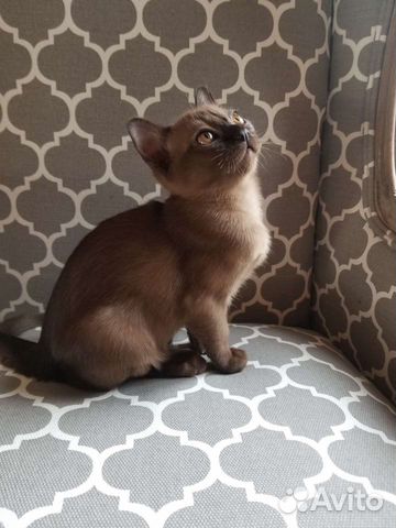 Бурманская малышка