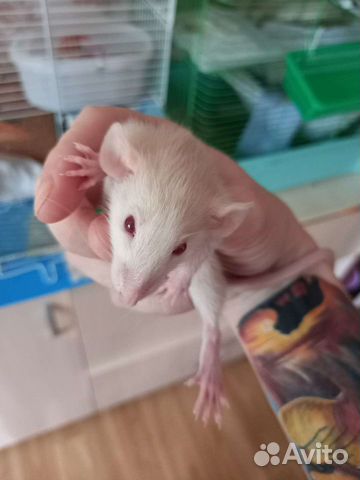 Крыса дамбо бесплатно