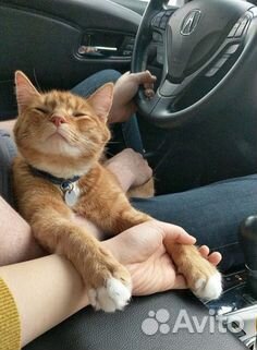 Котенок Мур метис абиссинца