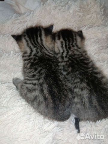 Котята скотиш страйт шотландцы
