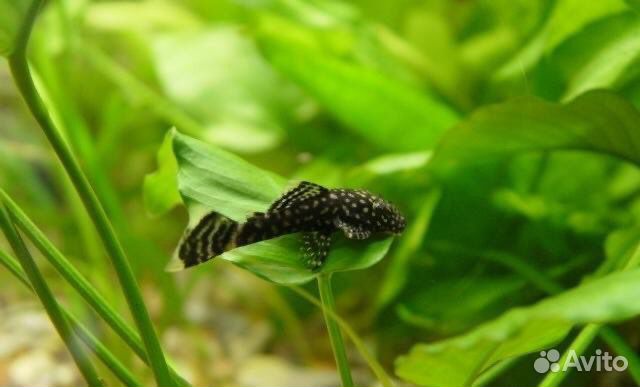 Анциструс сомики рыбки