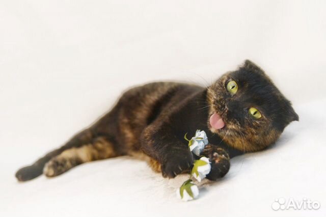 Кошечка Поночка