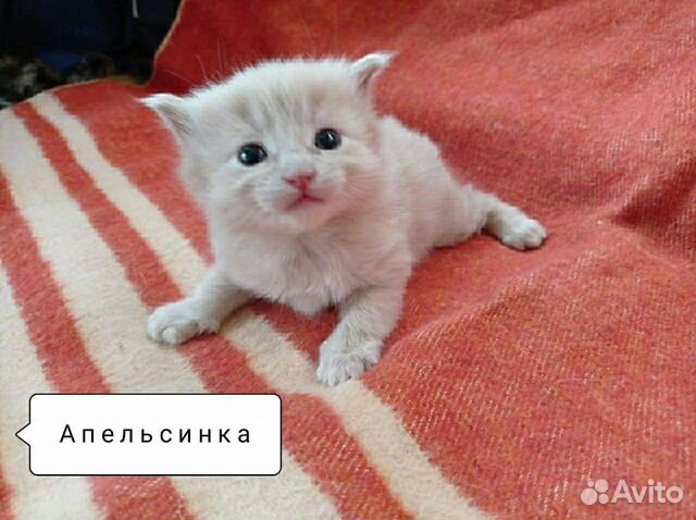 Котята и кошка в добрые руки