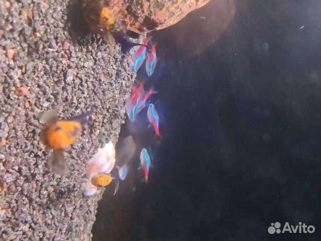 Аквариумные рыбки неоны, молинезии, коридорас