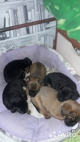 Щенки породы пти-барбасон