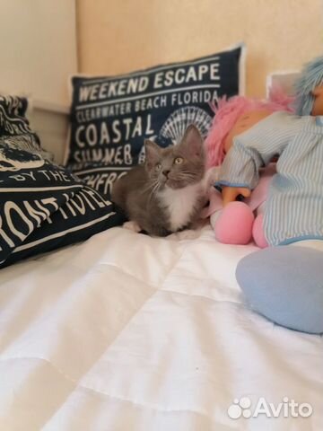 Котенок редкого окраса