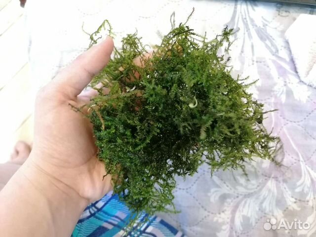 Мох кристмас