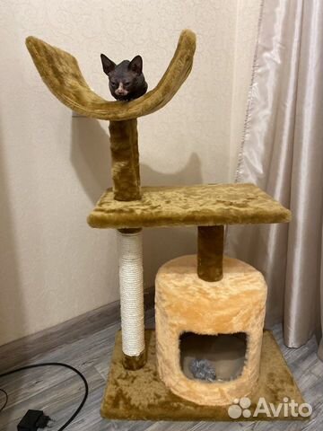 Котята сфинкс бесплатно