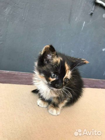 Котëнок мальчик бесплатно