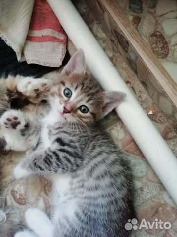 Котенок мальчик ждет своих родителей