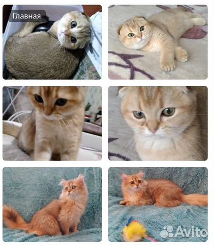 Девочка и мальчуган шотландские