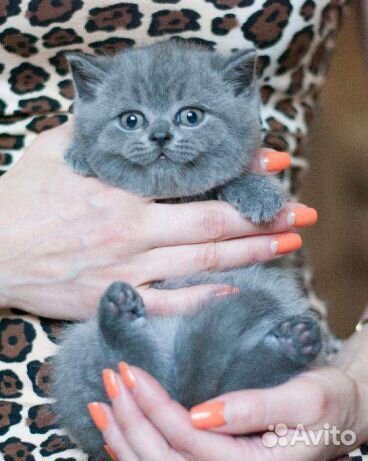 Классные британские котята