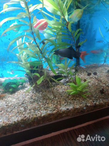 Отдам Лабео биколор