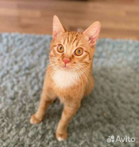 Котик Рыжик в добрые руки